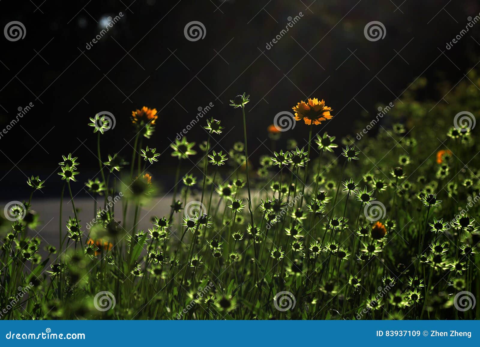 Blinking flower buds stock image. Image of light, blossom - 83937109