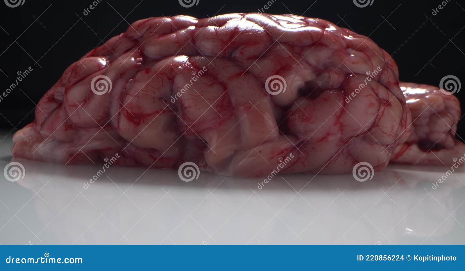 Blinking Light. Detailed Extreme Close-up of Raw Beef Brain on Black ...