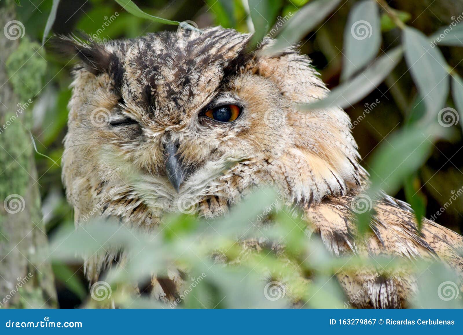 Blinking owl stock image. Image of eagle, birds, feather - 163279867
