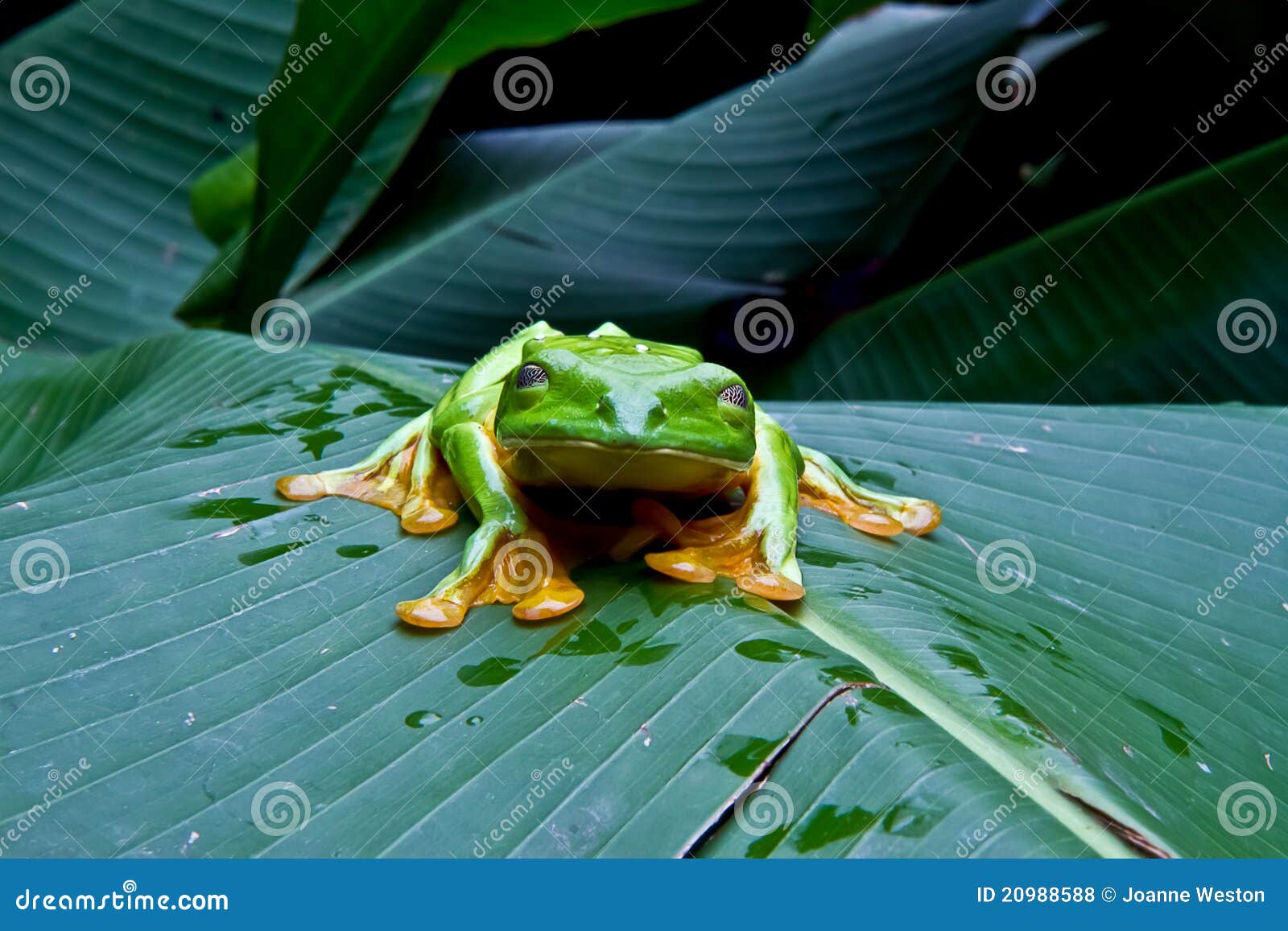 Blinking tree frog stock photo. Image of cloud, animal - 20988588