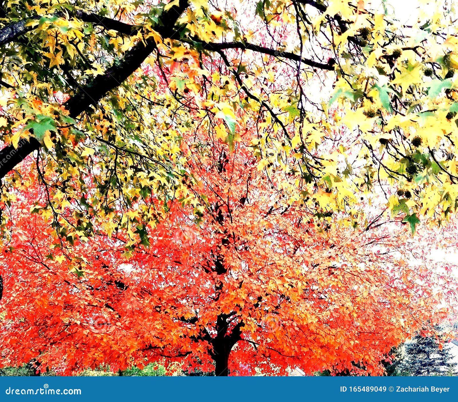 Bliss stock image. Image of trees, bliss, fall, nature - 165489049