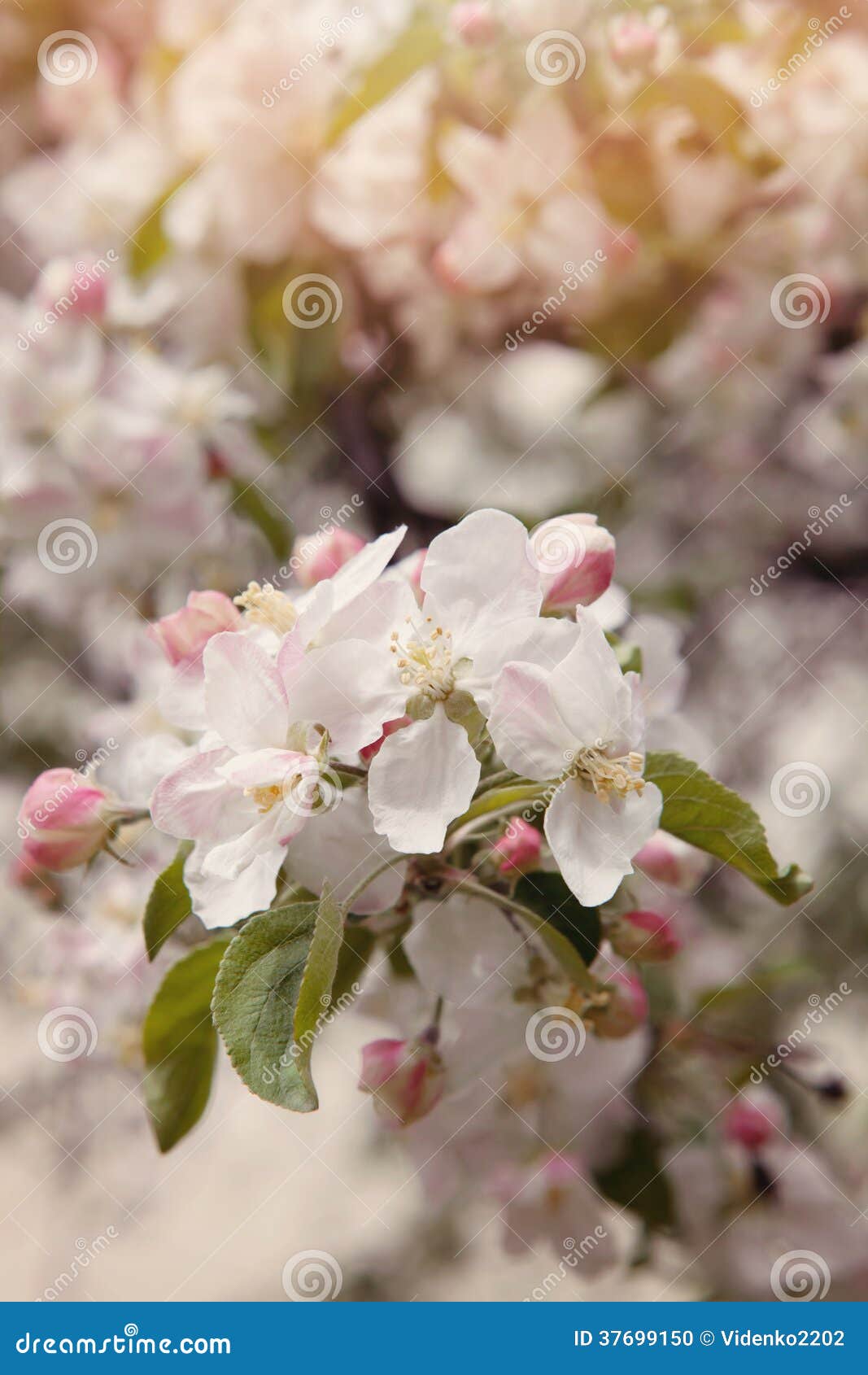 Bliss of spring stock photo. Image of bunch, defocused - 37699150