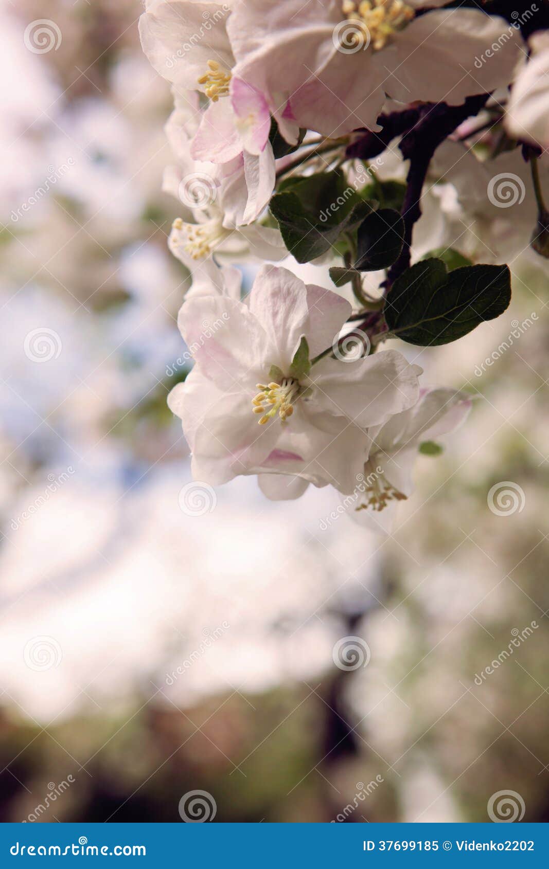Bliss of spring stock image. Image of bunch, green, freshness - 37699185