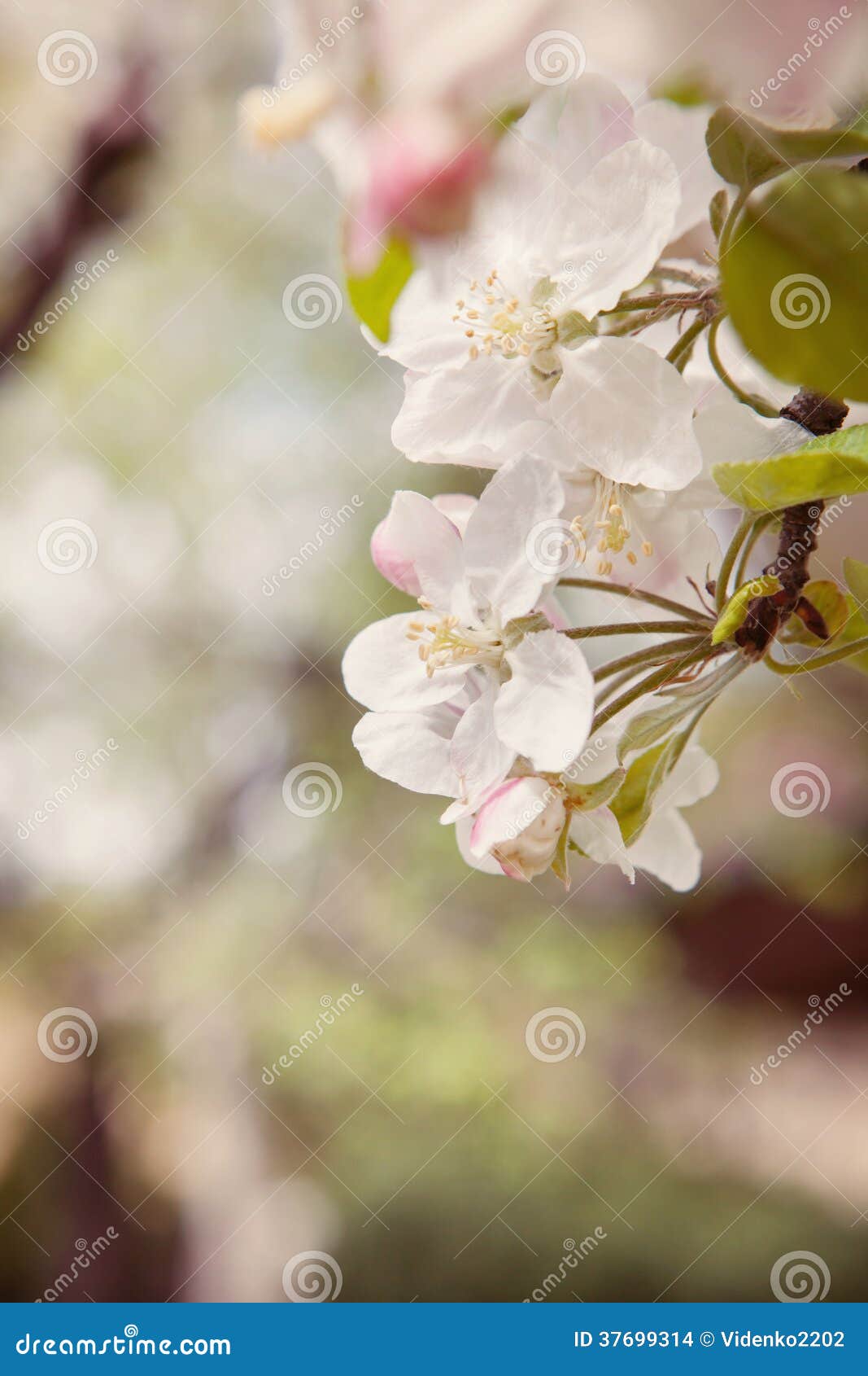 Bliss of spring stock photo. Image of formal, cultivated - 37699314
