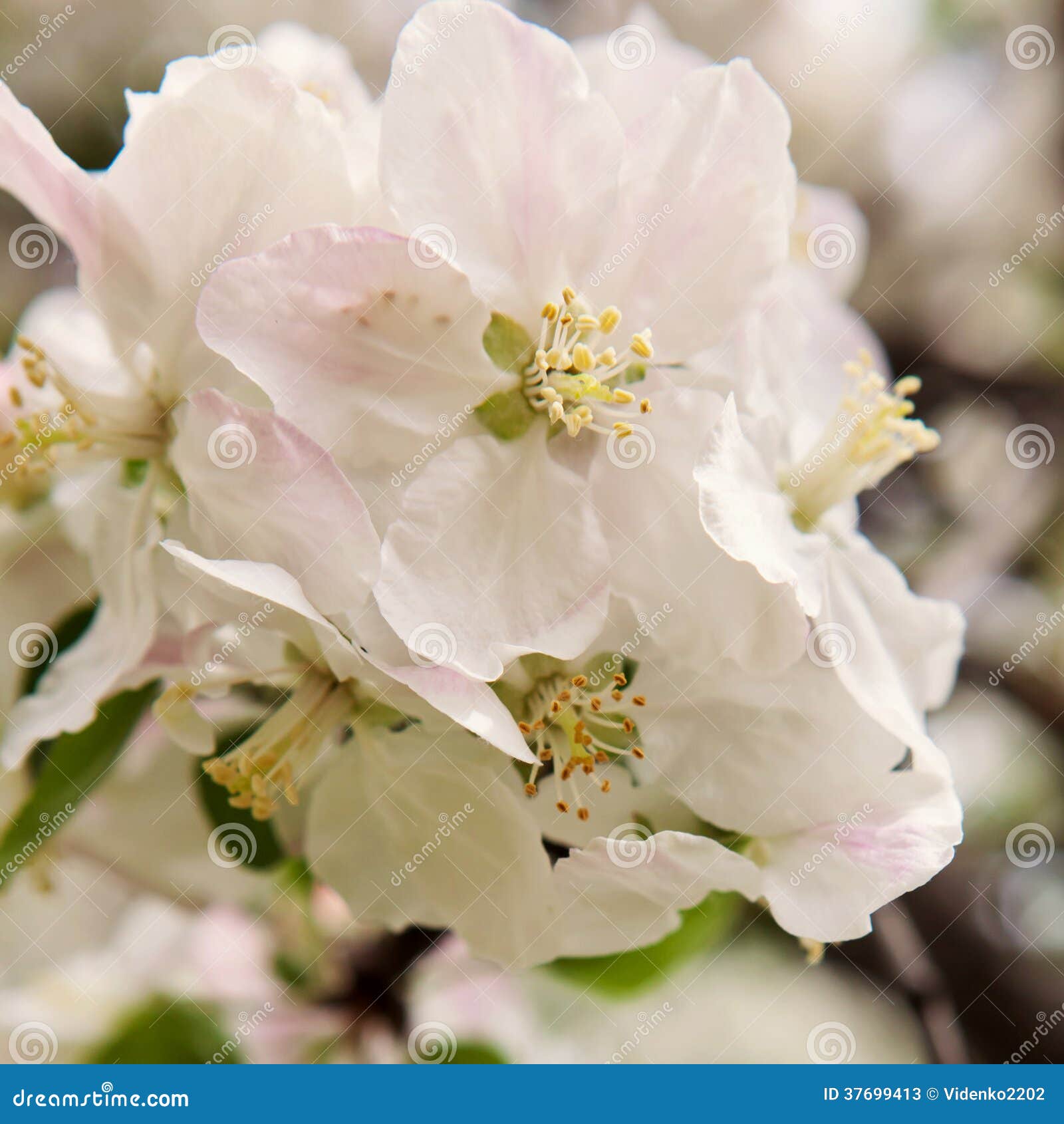 Bliss of spring stock image. Image of flower, garden - 37699413