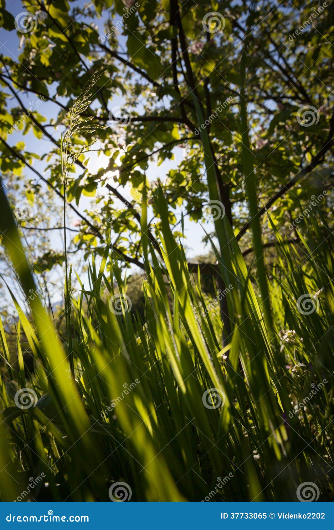 Bliss of spring stock image. Image of closeup, botany - 37733065