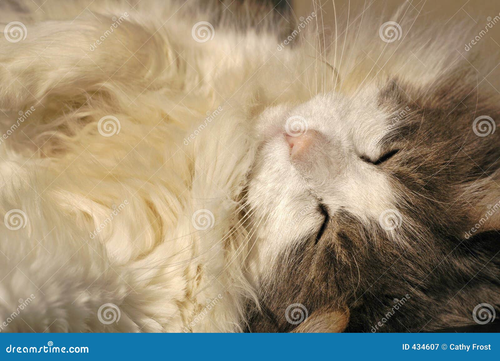 Blissed out Kitty stock image. Image of sleeping, restore - 434607