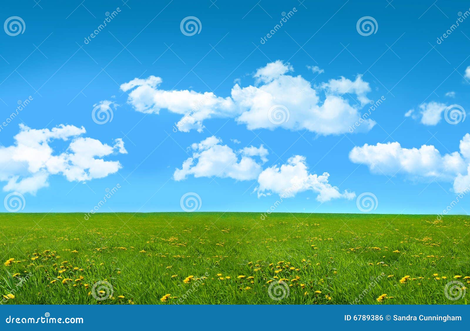 Blissful Summer Day in a Field of Grass Stock Photo - Image of green ...