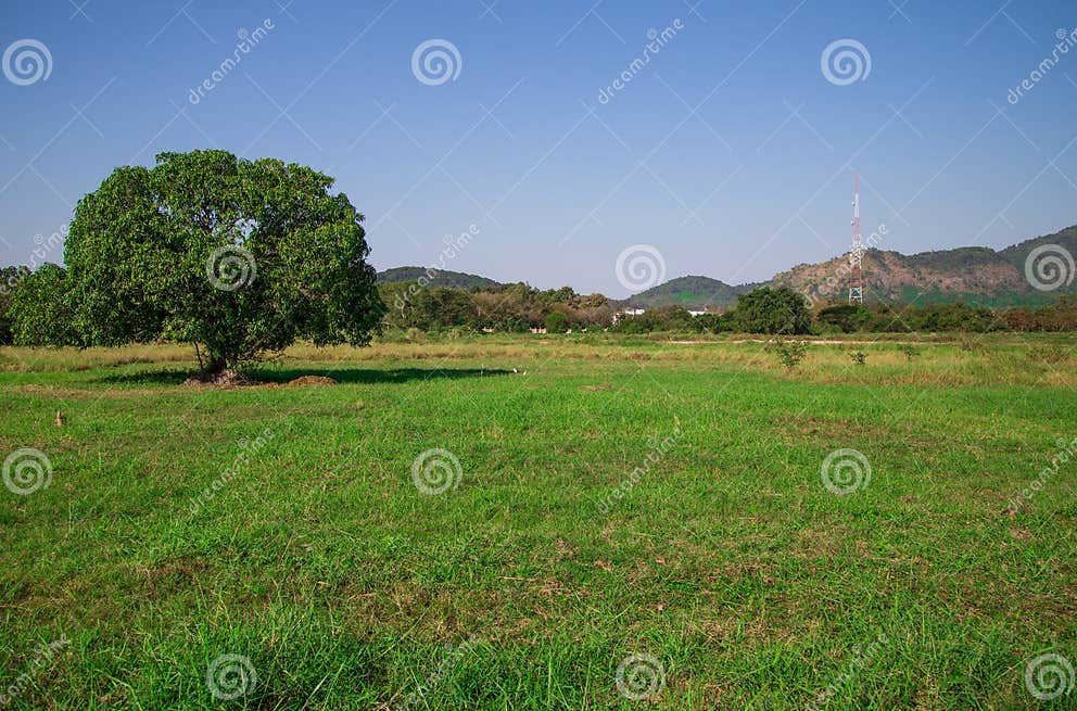 Blissful tree stock photo. Image of grass, nature, green - 66577508