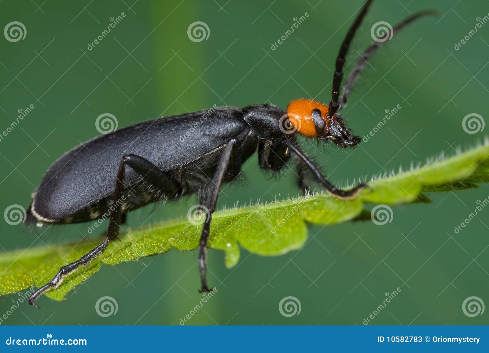Blister beetle stock image. Image of black, fauna, green - 10582783