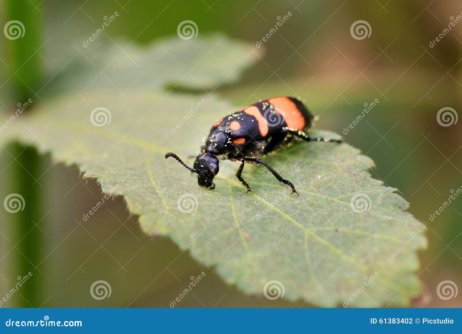 Blister beetle stock photo. Image of macro, colored, texture - 61383402