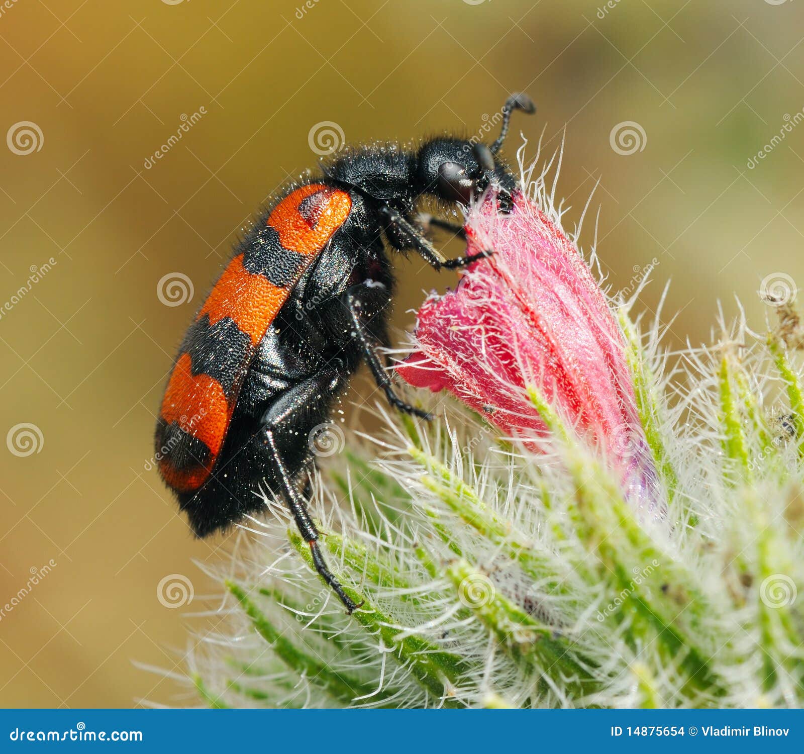 Poisonous Blister Beetles With Bright Black And Red Warning Coloration ...