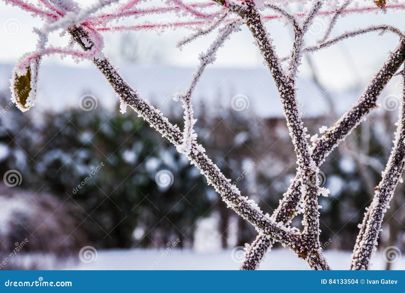 Blistering cold stock photo. Image of blistering, winter - 84133504