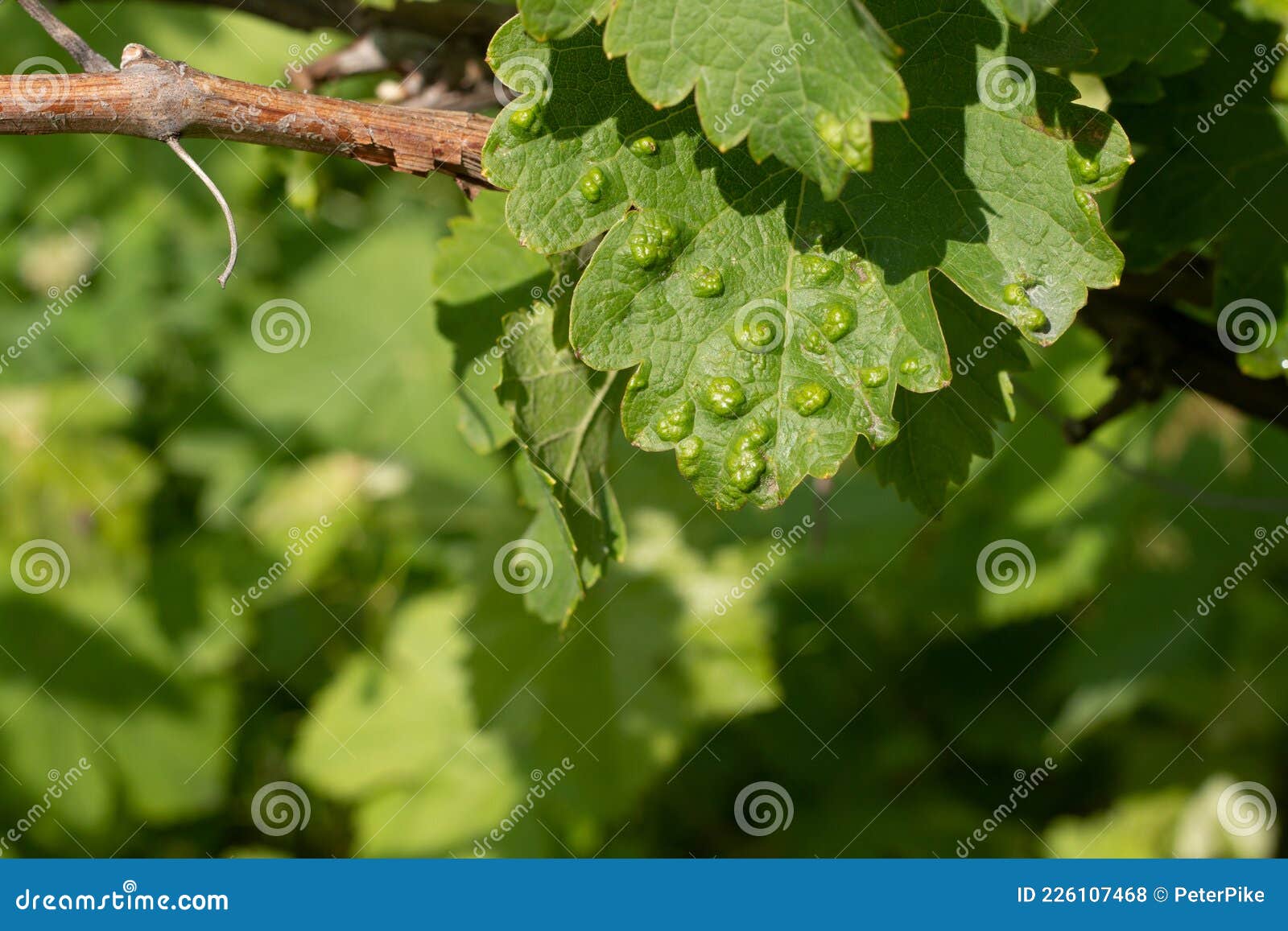 Blisters on a Grape Leaf Damaged by Spider Mites in a Vineyard ...