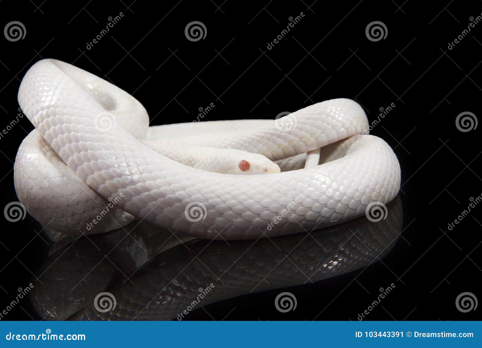 Blizzard Corn Snake stock image. Image of beijing, black - 103443391