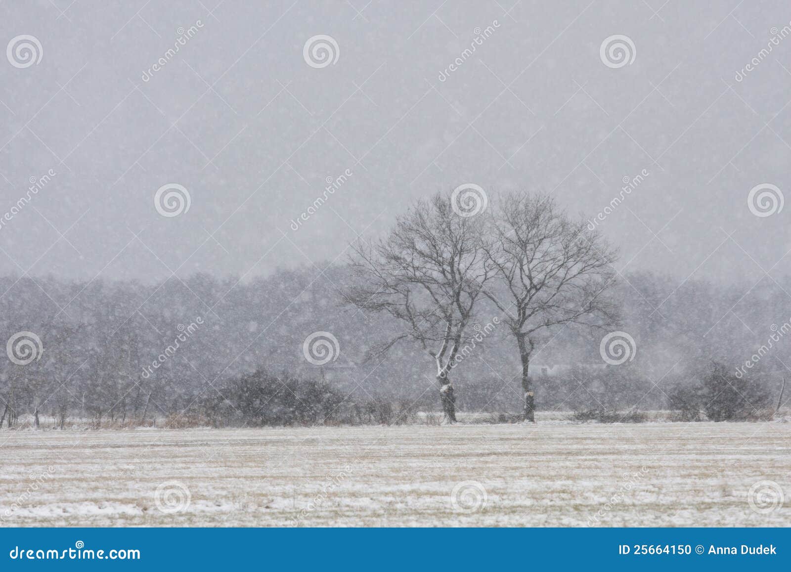 Blizzard in the fields stock photo. Image of urban, weather - 25664150