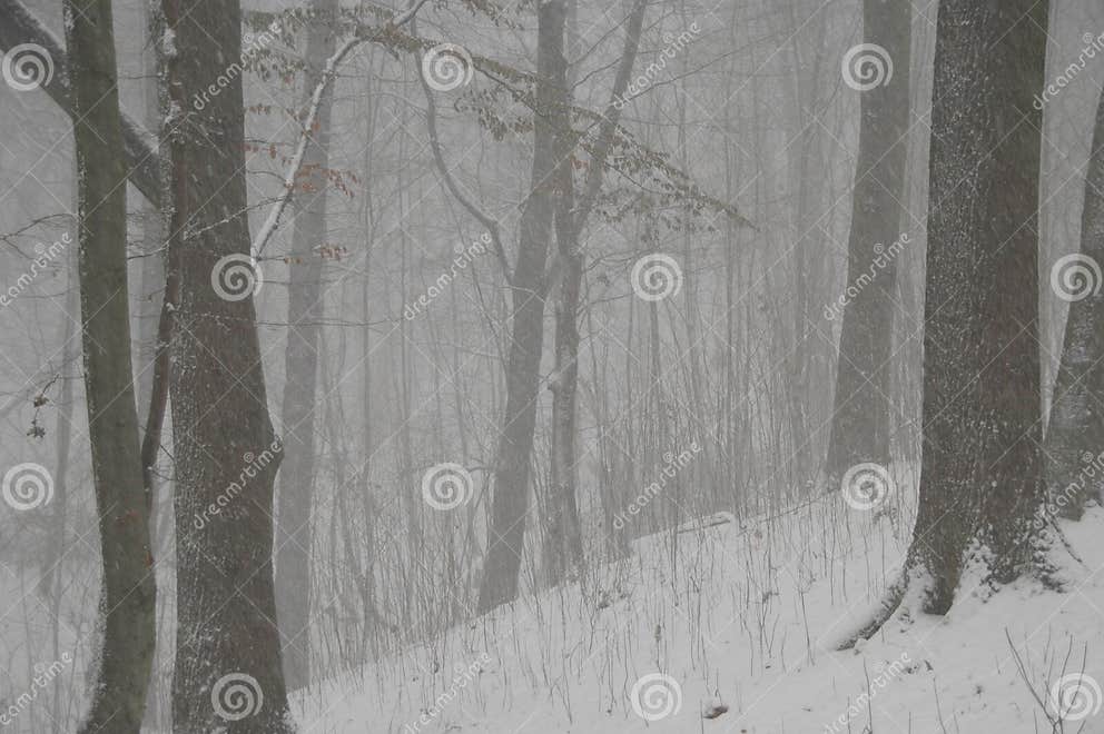 Blizzard in the forest stock photo. Image of freezing, branch - 452576