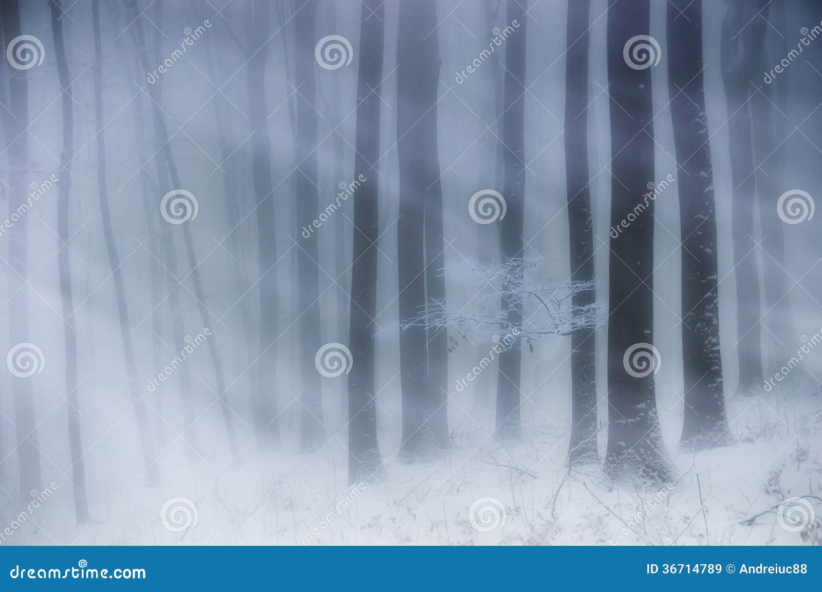 Blizzard in a Forest with Fog and Snow in Winter Stock Image - Image of ...