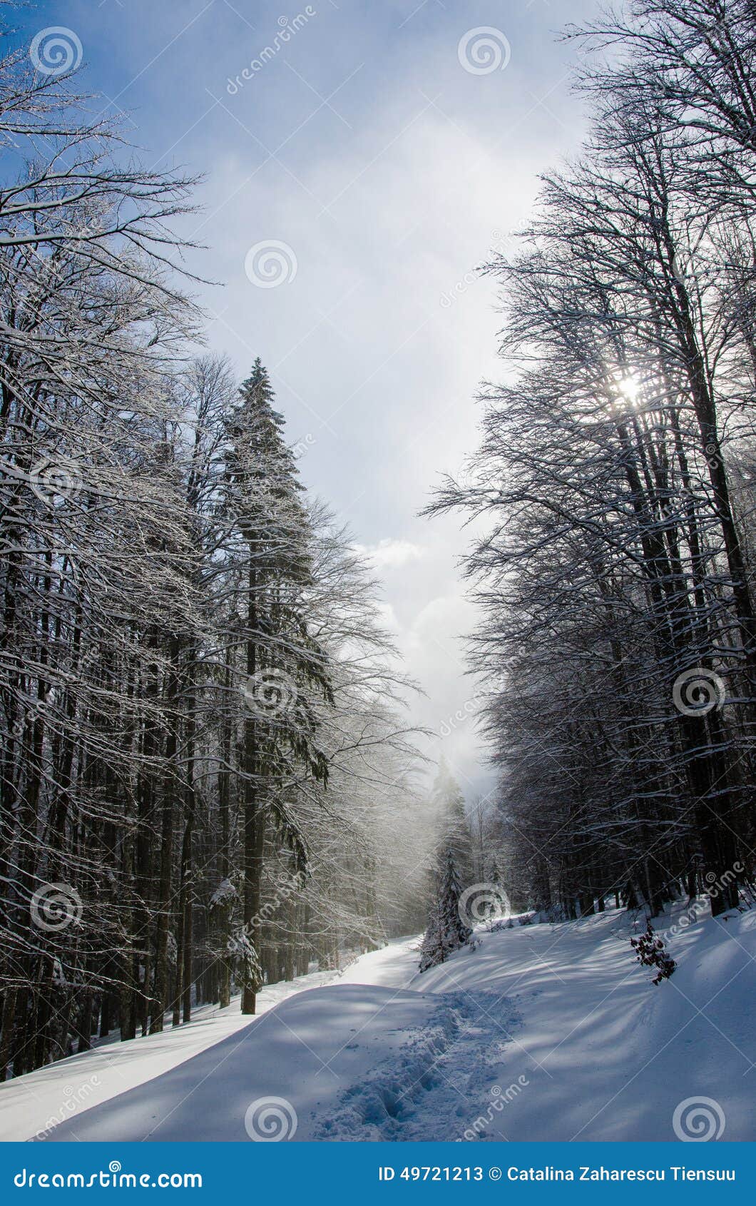 Blizzard in the forest stock image. Image of season, alpine - 49721213