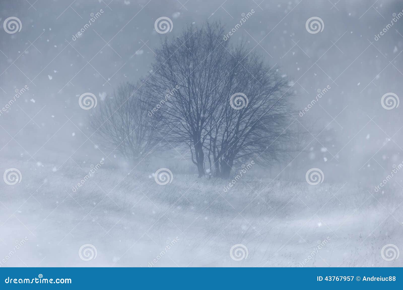 58,663 Blizzard Tree Stock Photos - Free & Royalty-Free Stock Photos ...