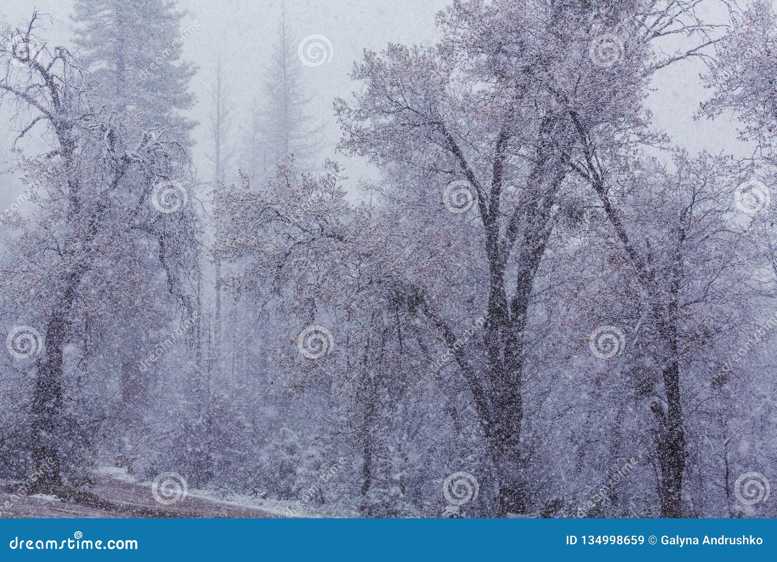 Blizzard stock image. Image of powder, seasonal, pines - 134998659
