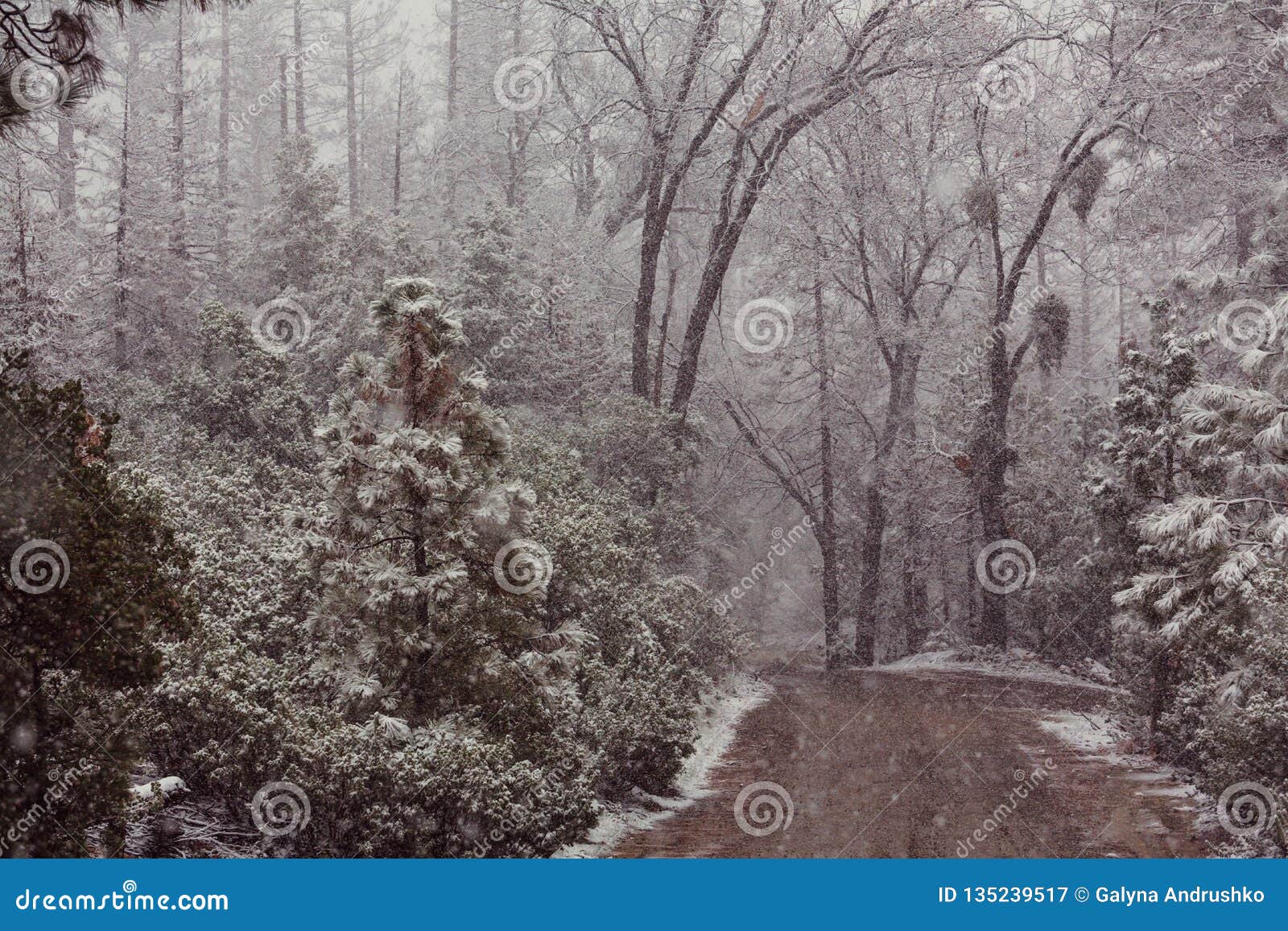 Blizzard stock image. Image of park, seasonal, frost - 135239517