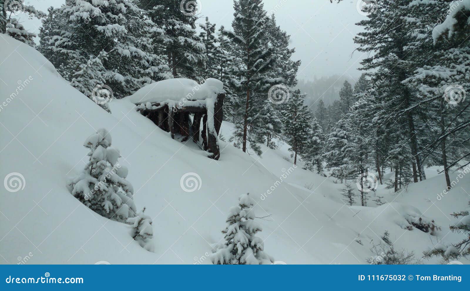 Blizzard tree roots forest stock photo. Image of blizzard - 111675032