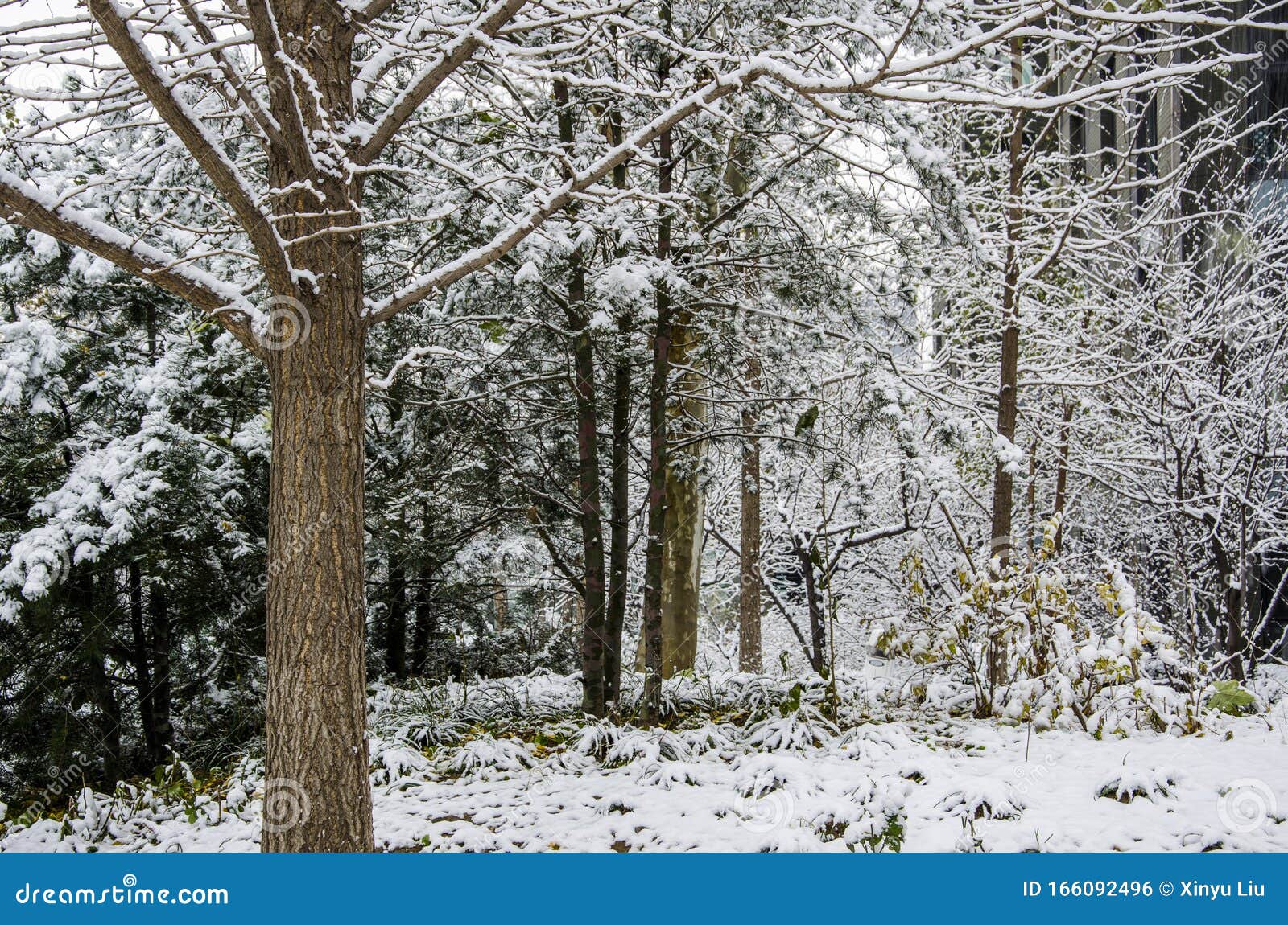 Forest in the snow stock photo. Image of forests, snowed - 166092496