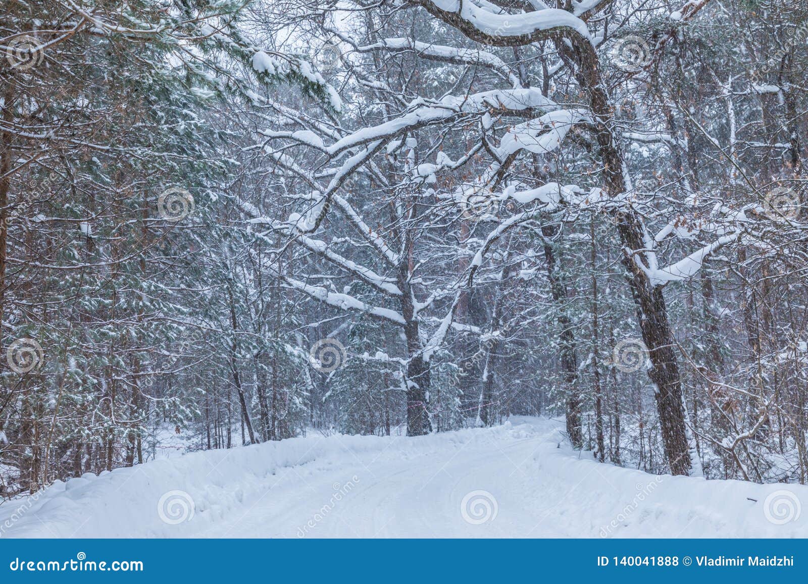 The Blizzard in the Winter Forest or Park with the Falling Snow Stock ...