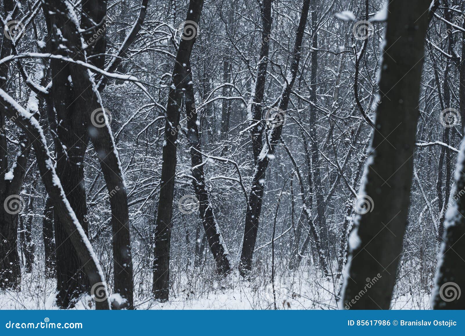 Blizzard in the Winter Forest Stock Photo - Image of wind, climate ...