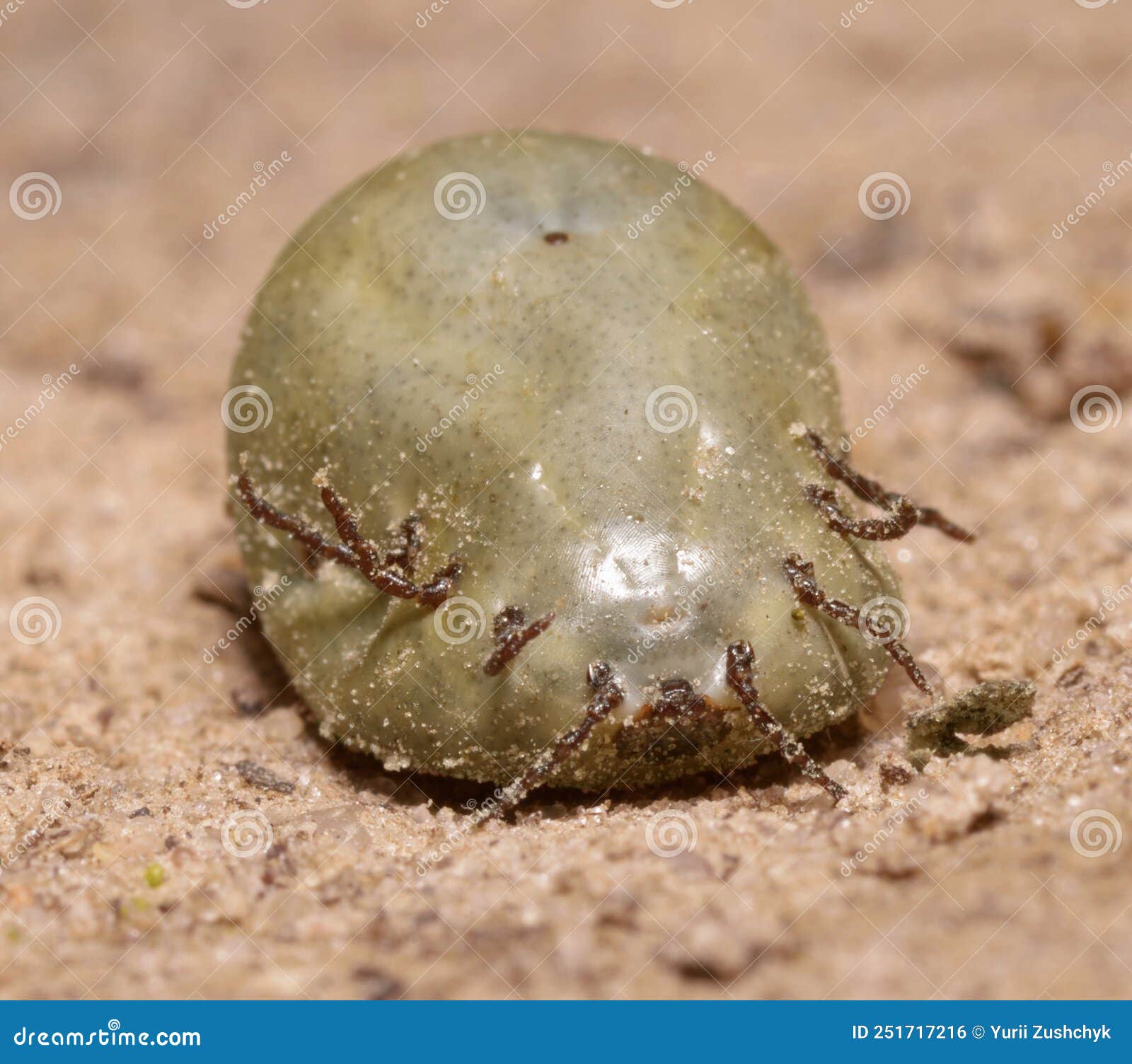 Bloated, Full of Blood Hard-bodied Tick Ixodes Lying on the Ground ...
