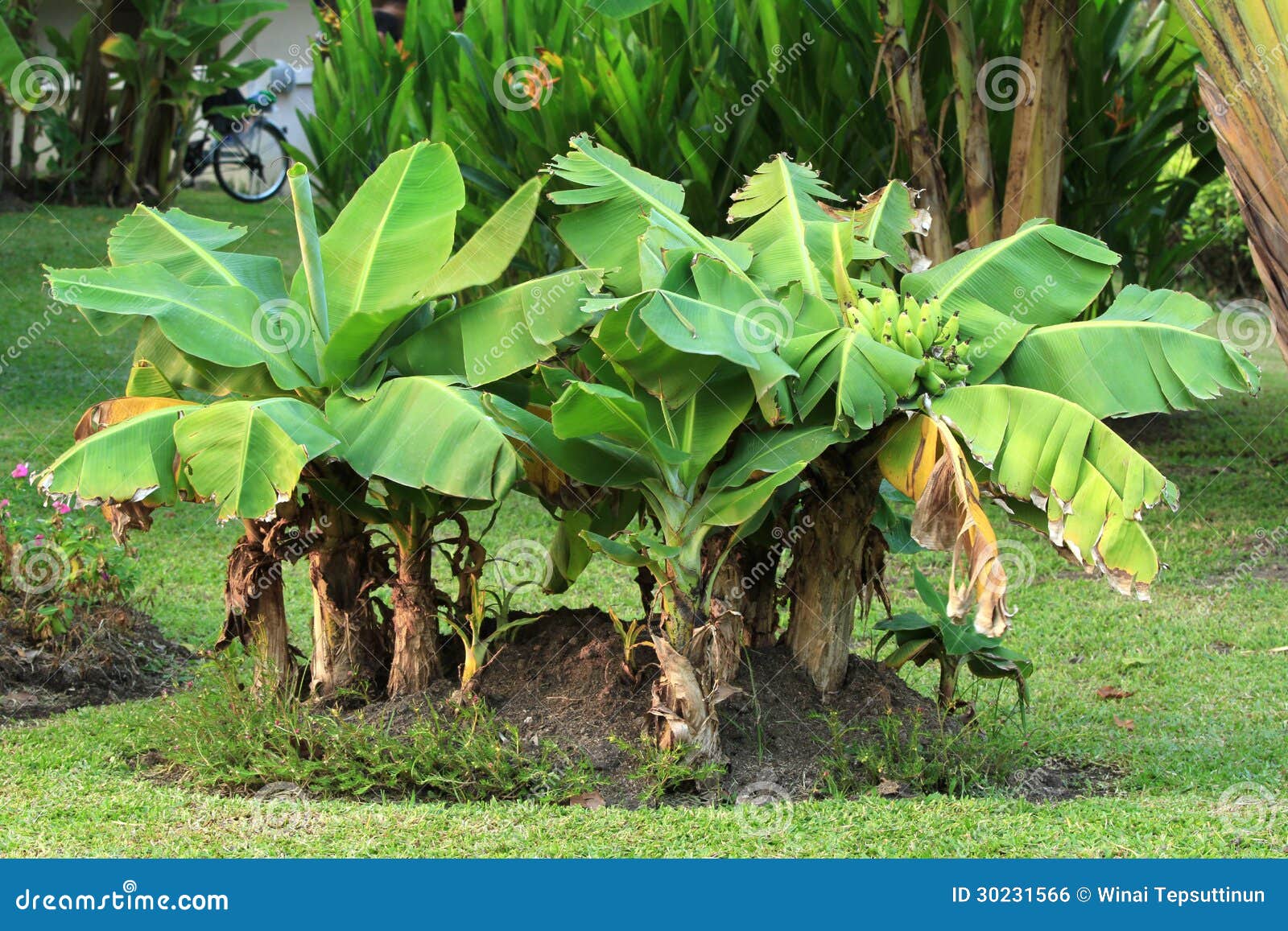 Bananier nain photo stock. Image du petit, accroissement - 30231566