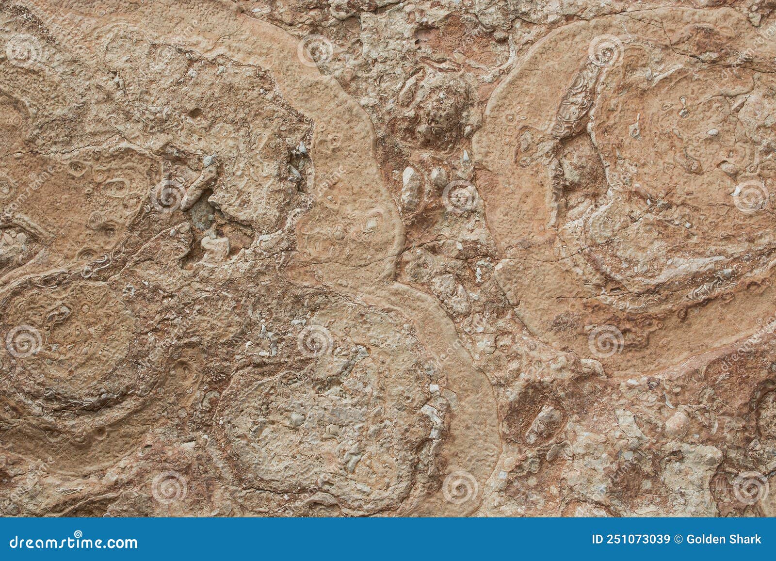 Block of Brown and White Fossil Shells BackgroundBlock of Brown and ...