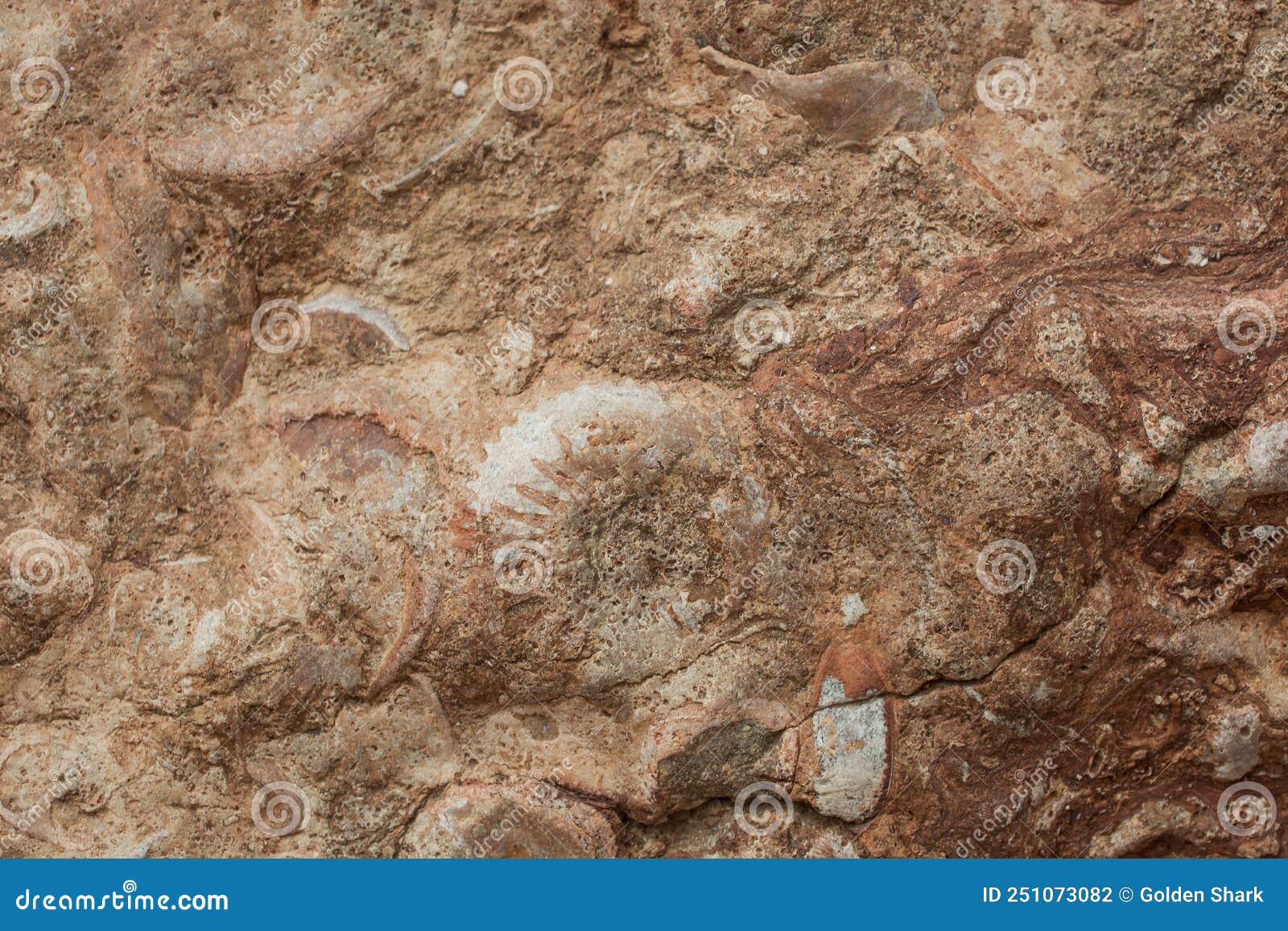 Block of Brown and White Fossil Shells Background Stock Photo - Image ...