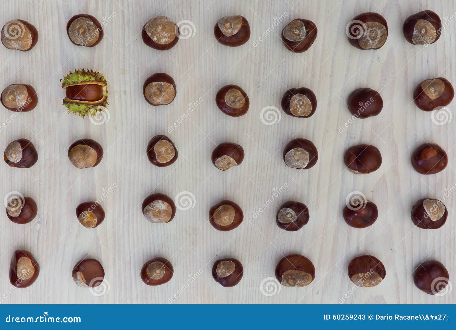 Block of 35 European Chestnuts Stock Image - Image of castanea, botanic ...