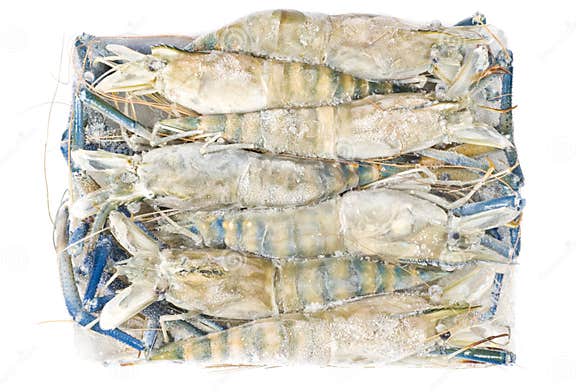 Block of Frozen Shrimp stock photo. Image of shell, food - 9832704