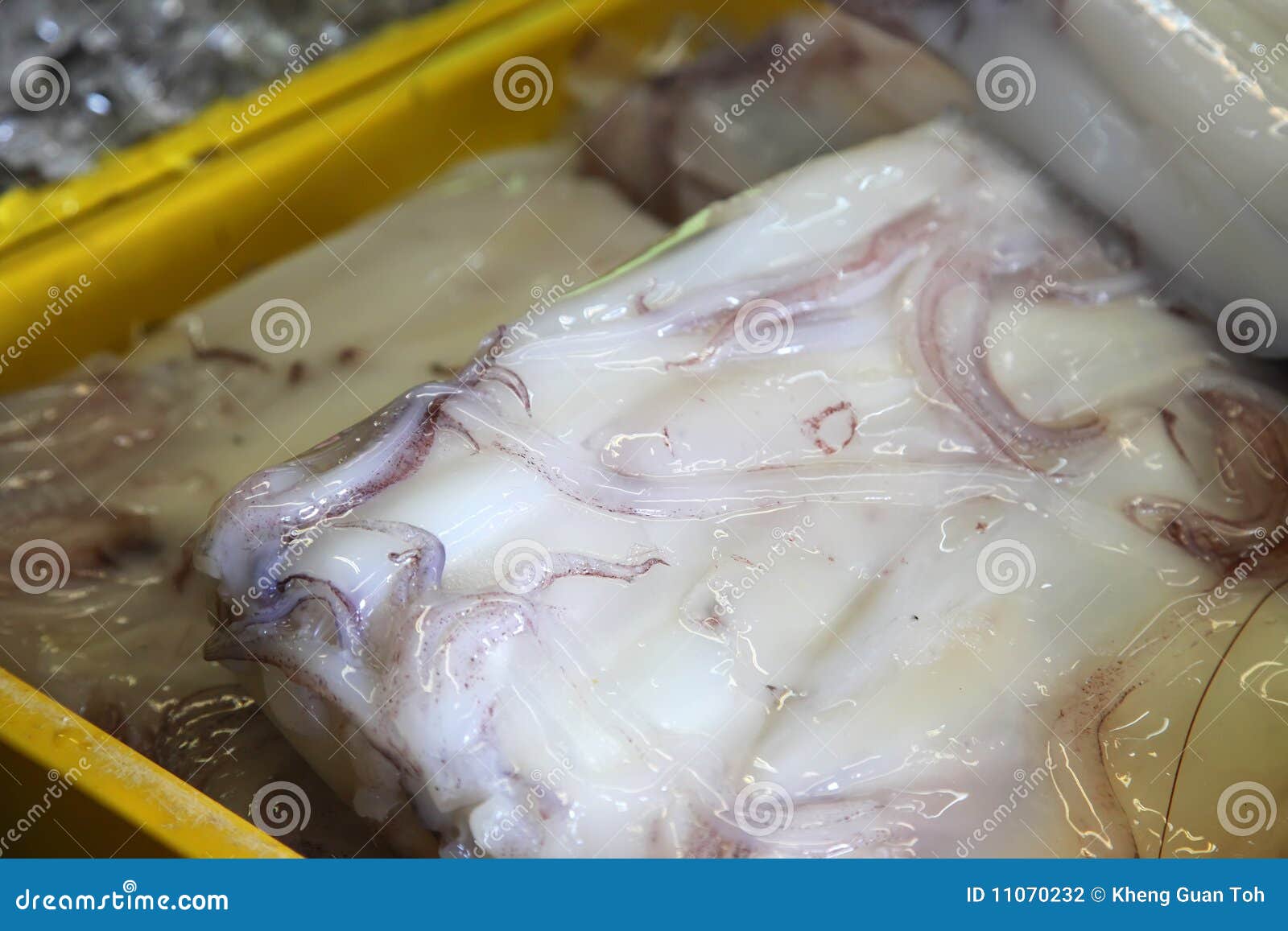 Block of frozen squid stock photo. Image of squid, seafood - 11070232