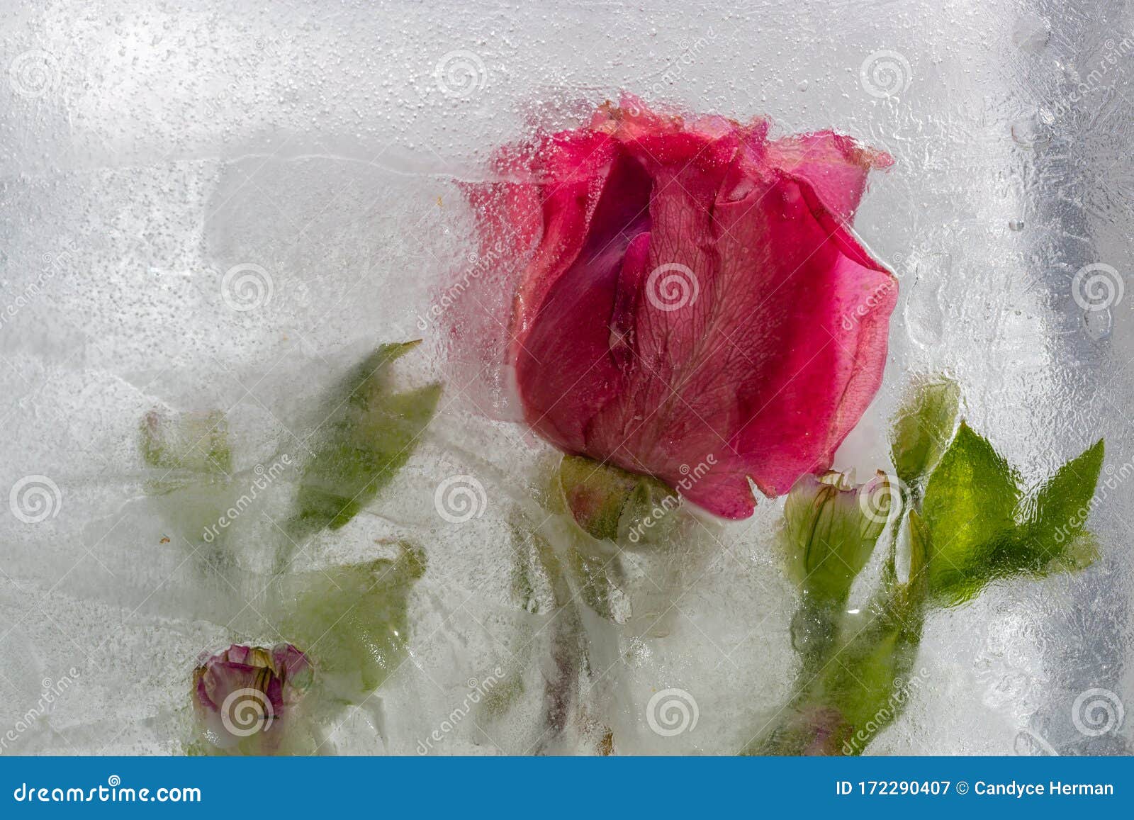 Red rose in ice stock image. Image of month, rose, valentines - 172290407