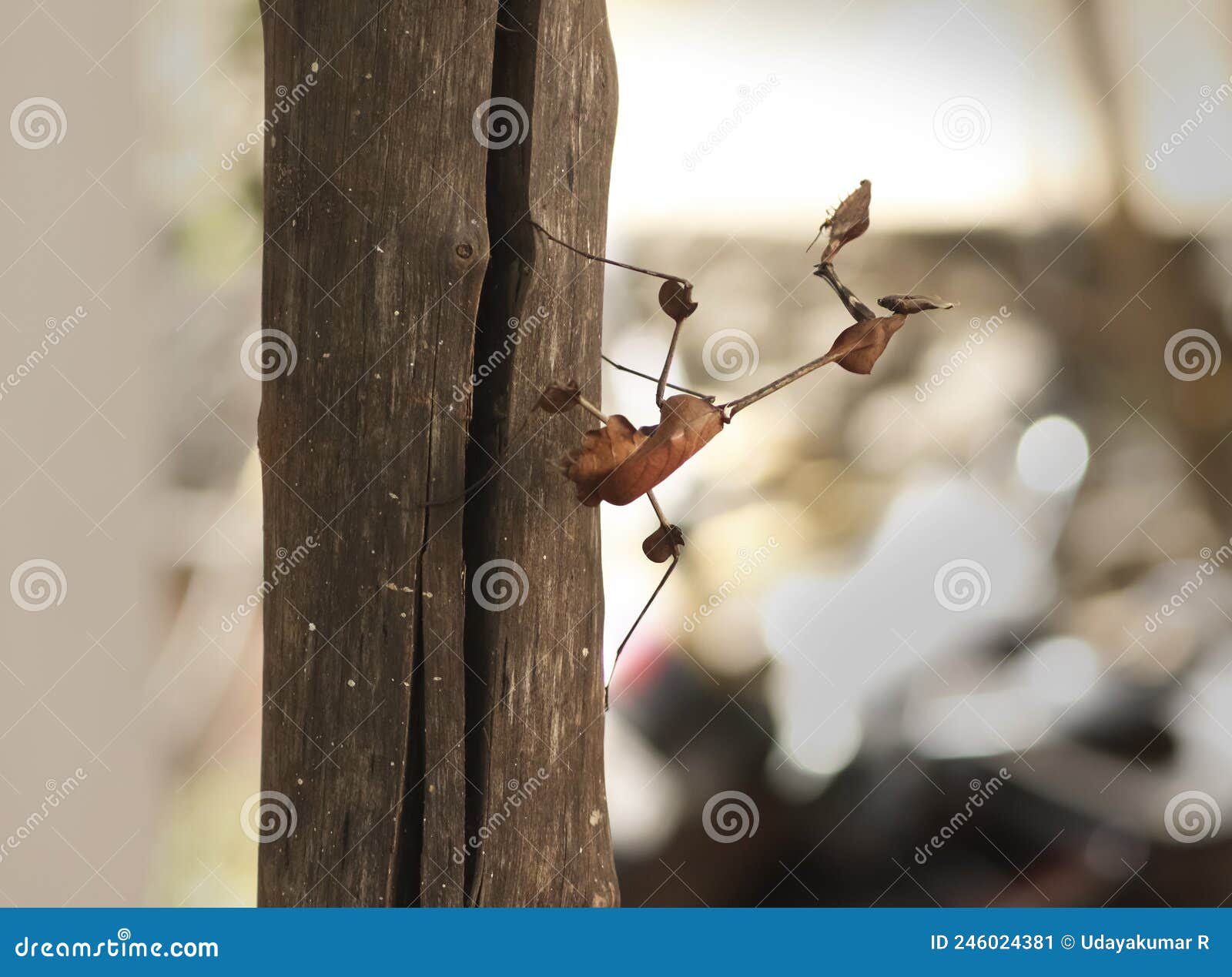 Phasmids Insects On The Block. Stick Insects. Royalty-Free Stock ...