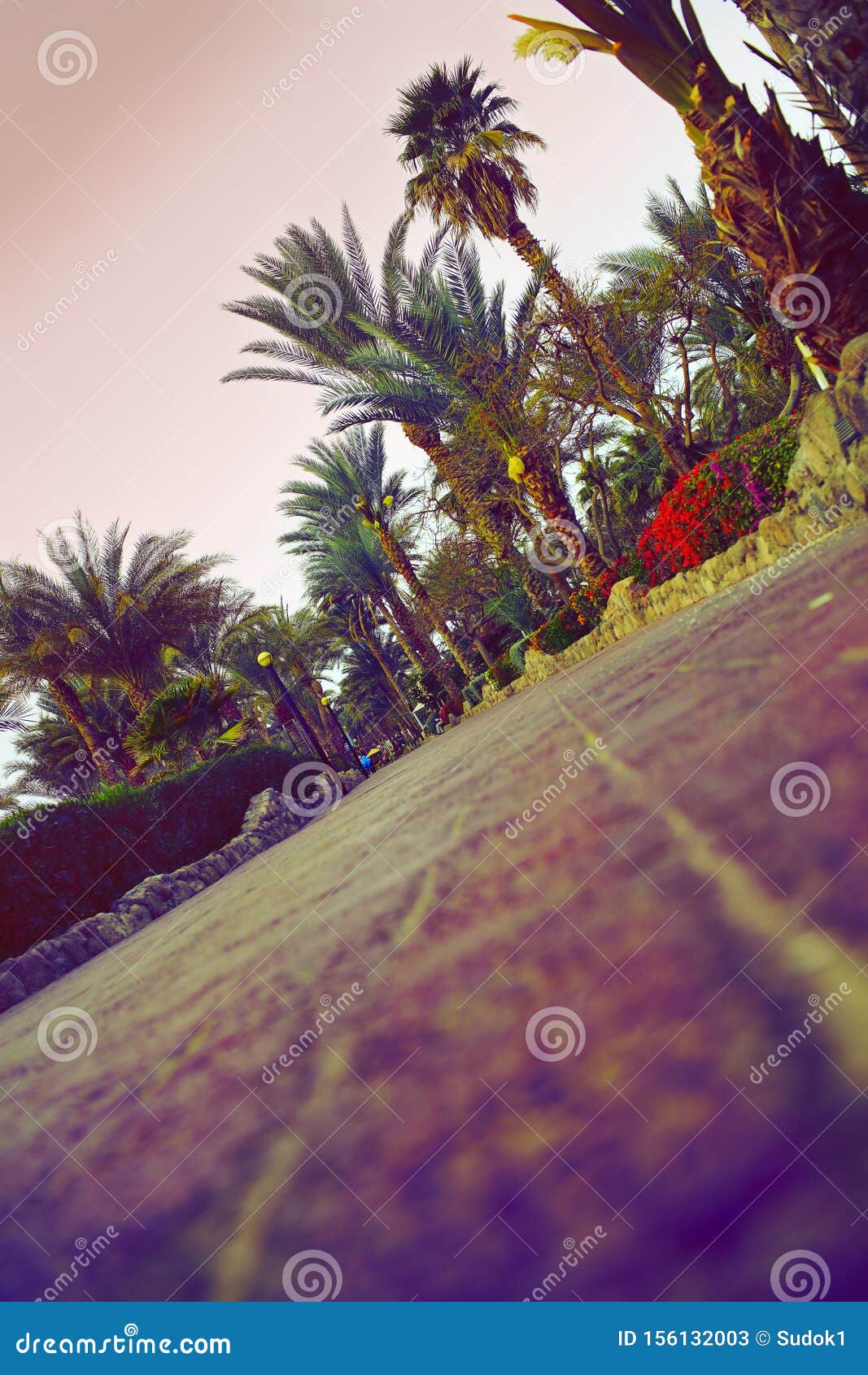 Block-stone Paved Parkway Surrounded by Palm Trees and Flowering Shrubs ...