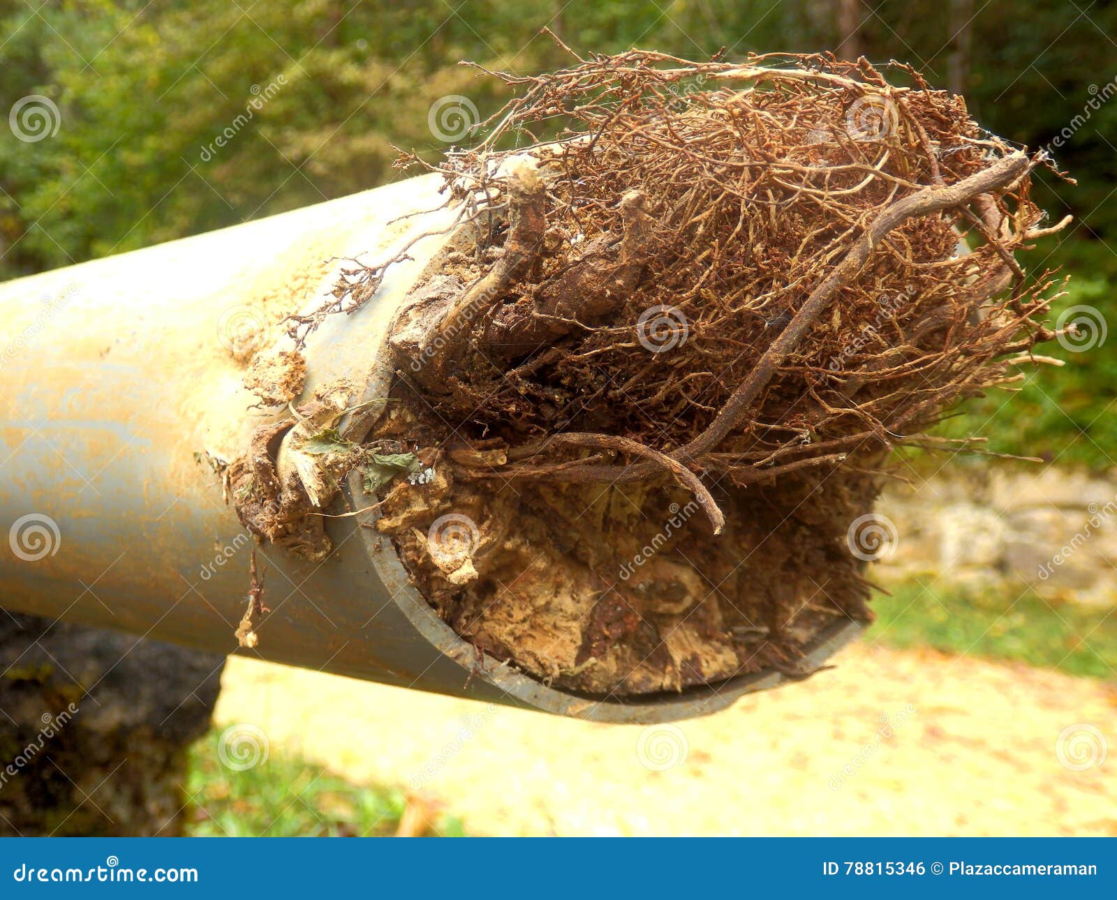 Blocked drainage pipe stock photo. Image of roots, drain - 78815346