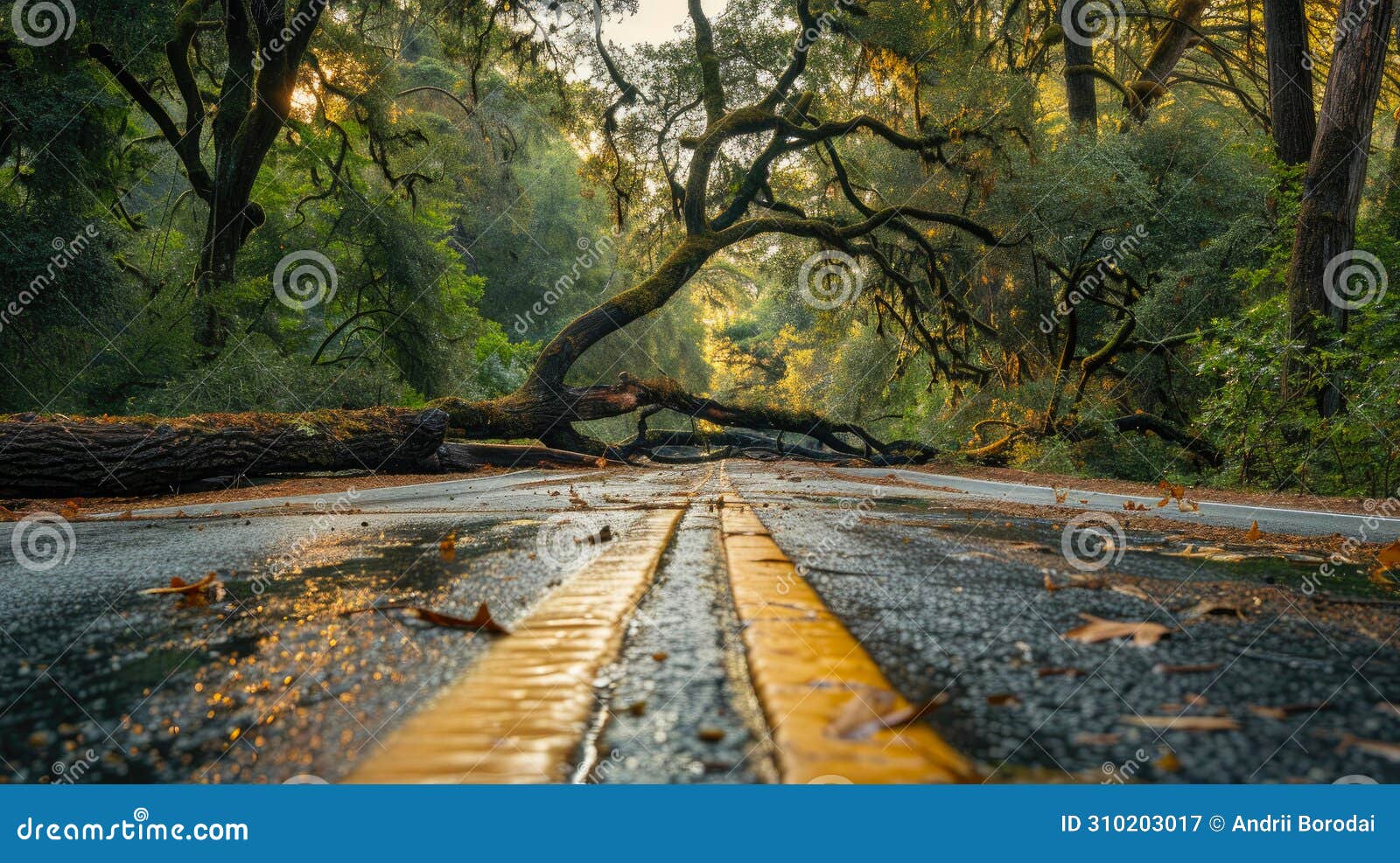 Blocked Path: Overgrown by a Towering Tree. Stock Illustration ...