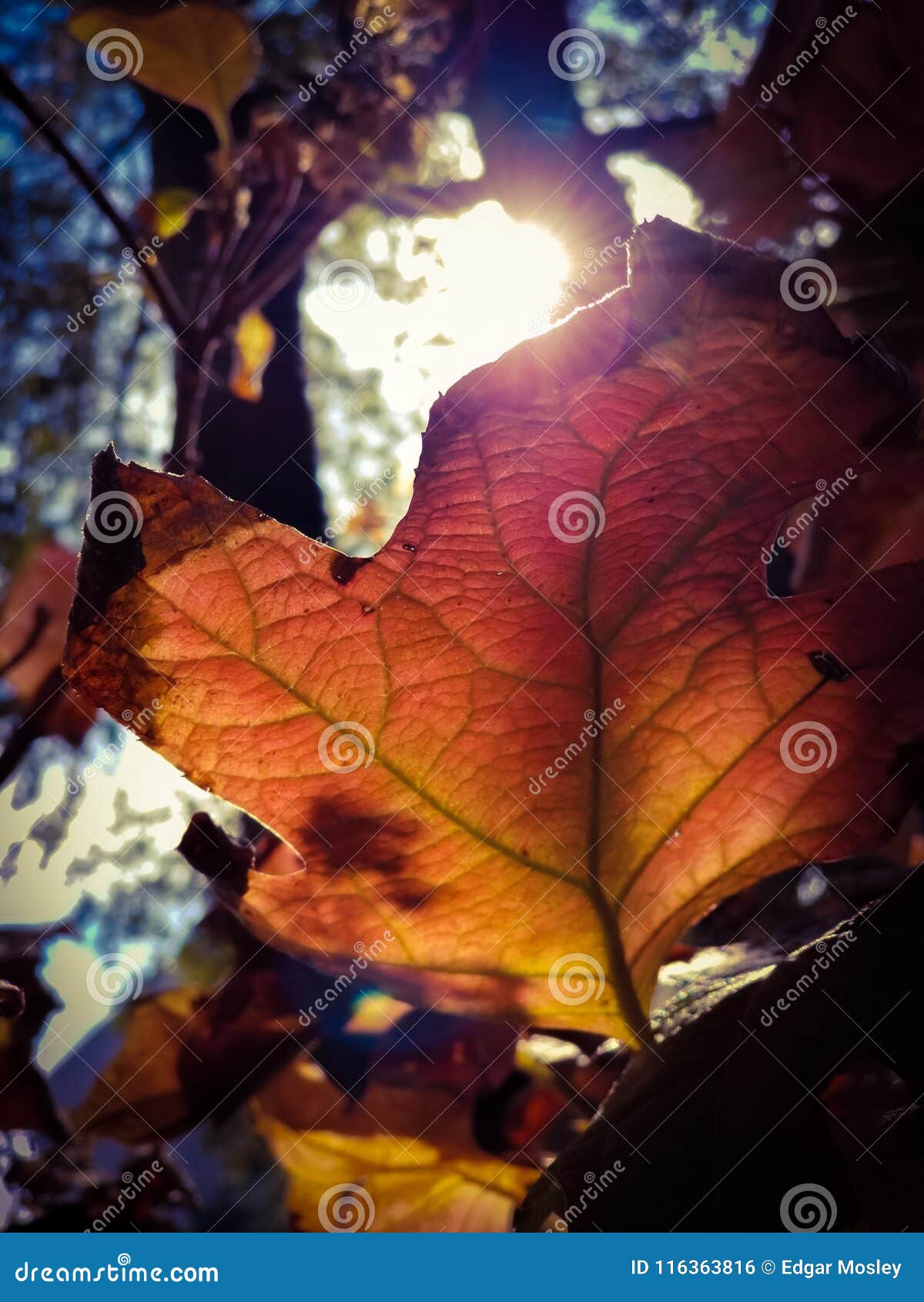 Blocking Views stock photo. Image of natures, trees - 116363816