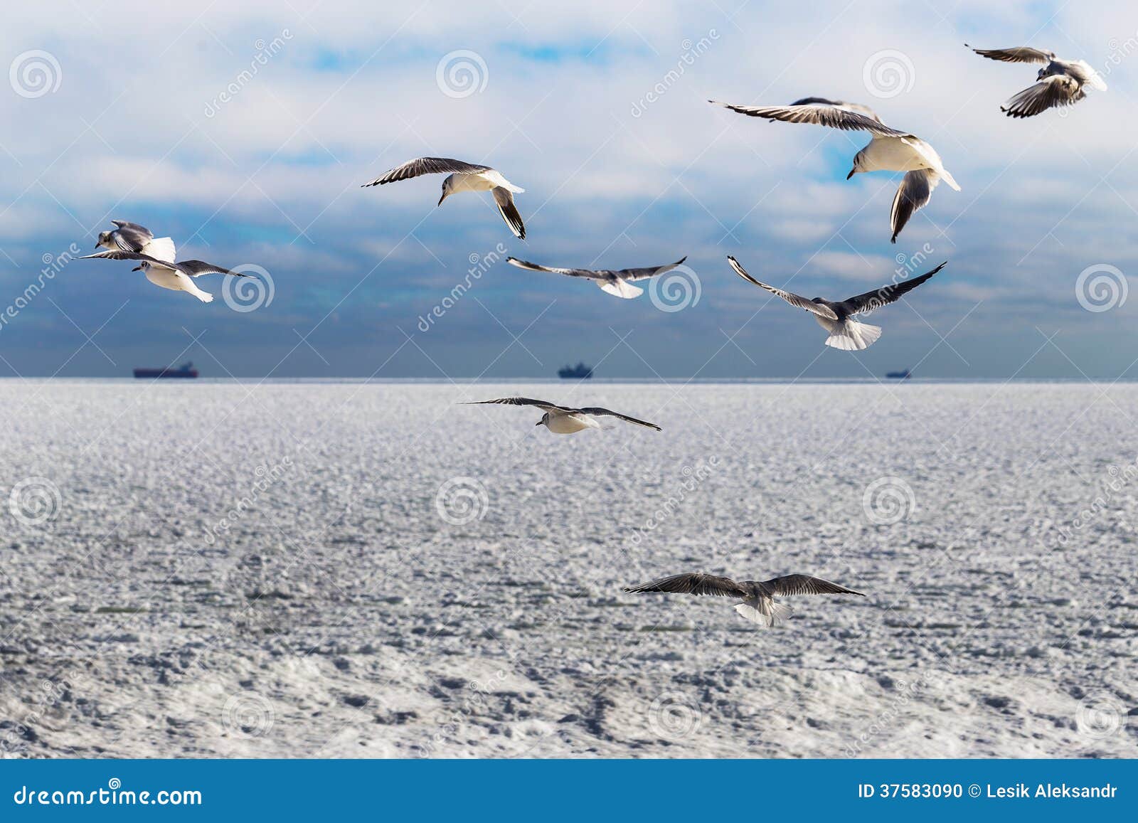 Blocks of Ice Frozen Sea and Seagulls Stock Photo - Image of ocean ...