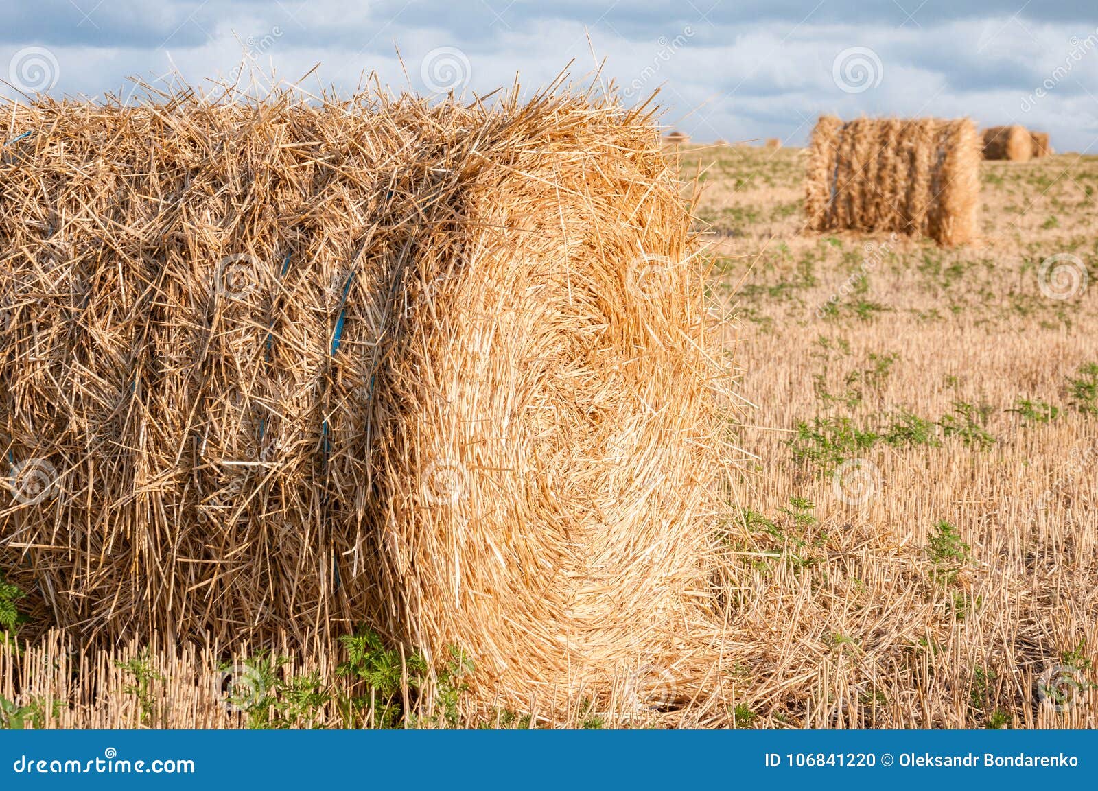Bloco rolado do feno foto de stock. Imagem de cultivar - 106841220