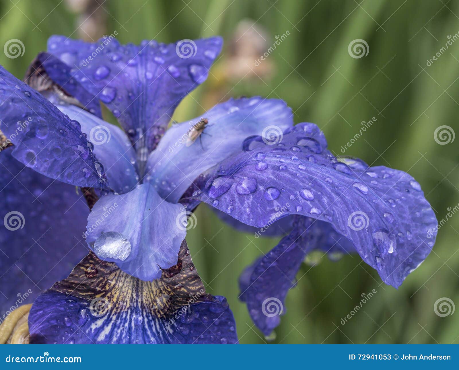 Bloe Iris flower stock image. Image of blue, purple, iris - 72941053