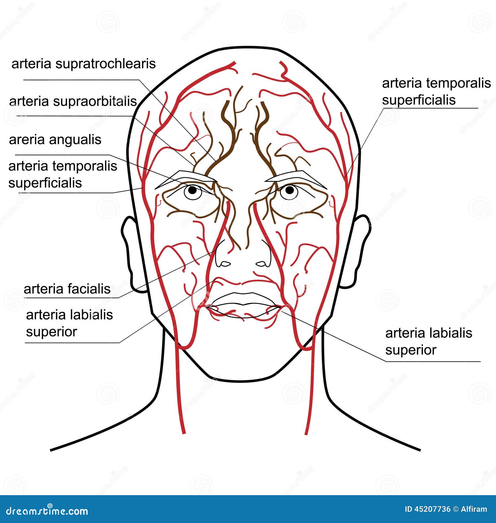 Bloedlevering Van Het Hoofd Vector Illustratie - Illustration of ...