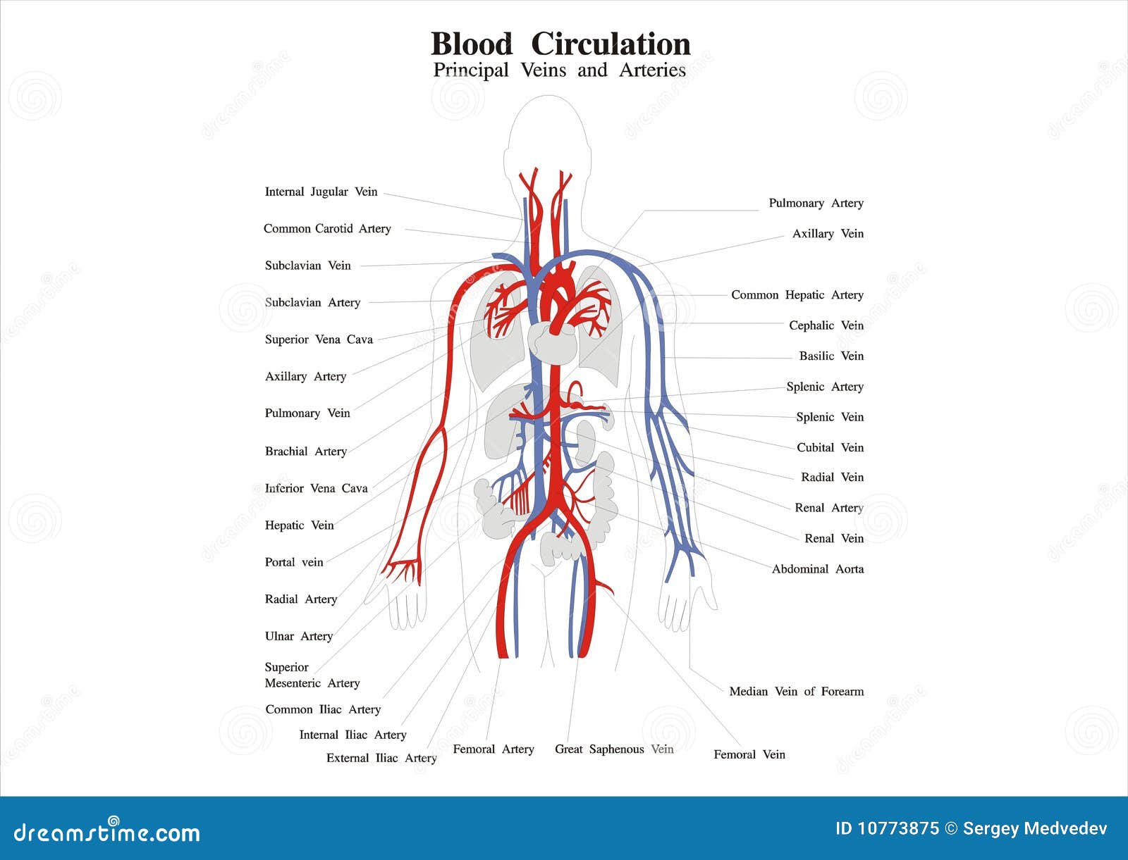 Bloedsomloop stock illustratie. Illustration of science - 10773875