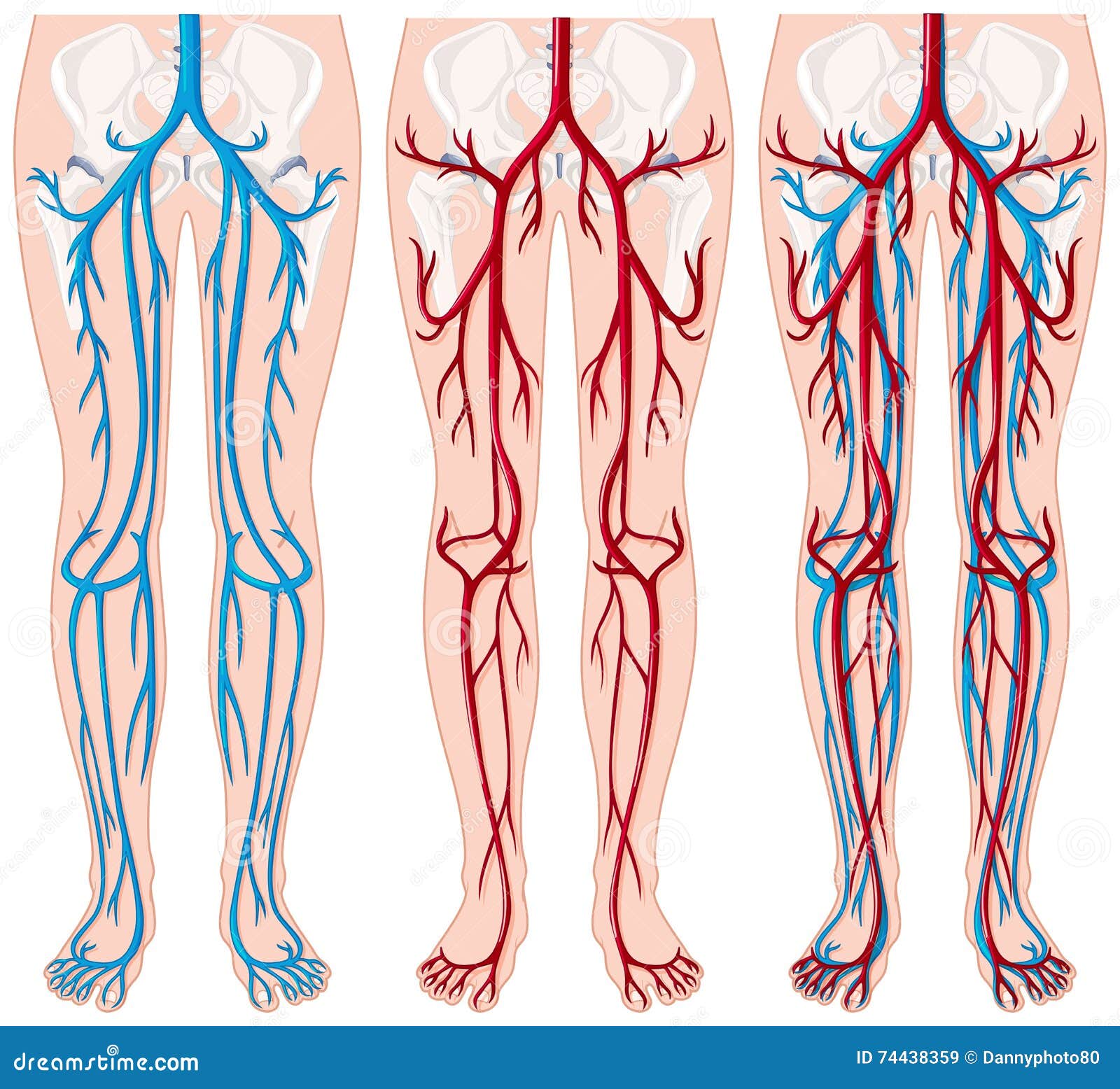 Bloedvat in Menselijke Benen Vector Illustratie - Illustration of klem ...