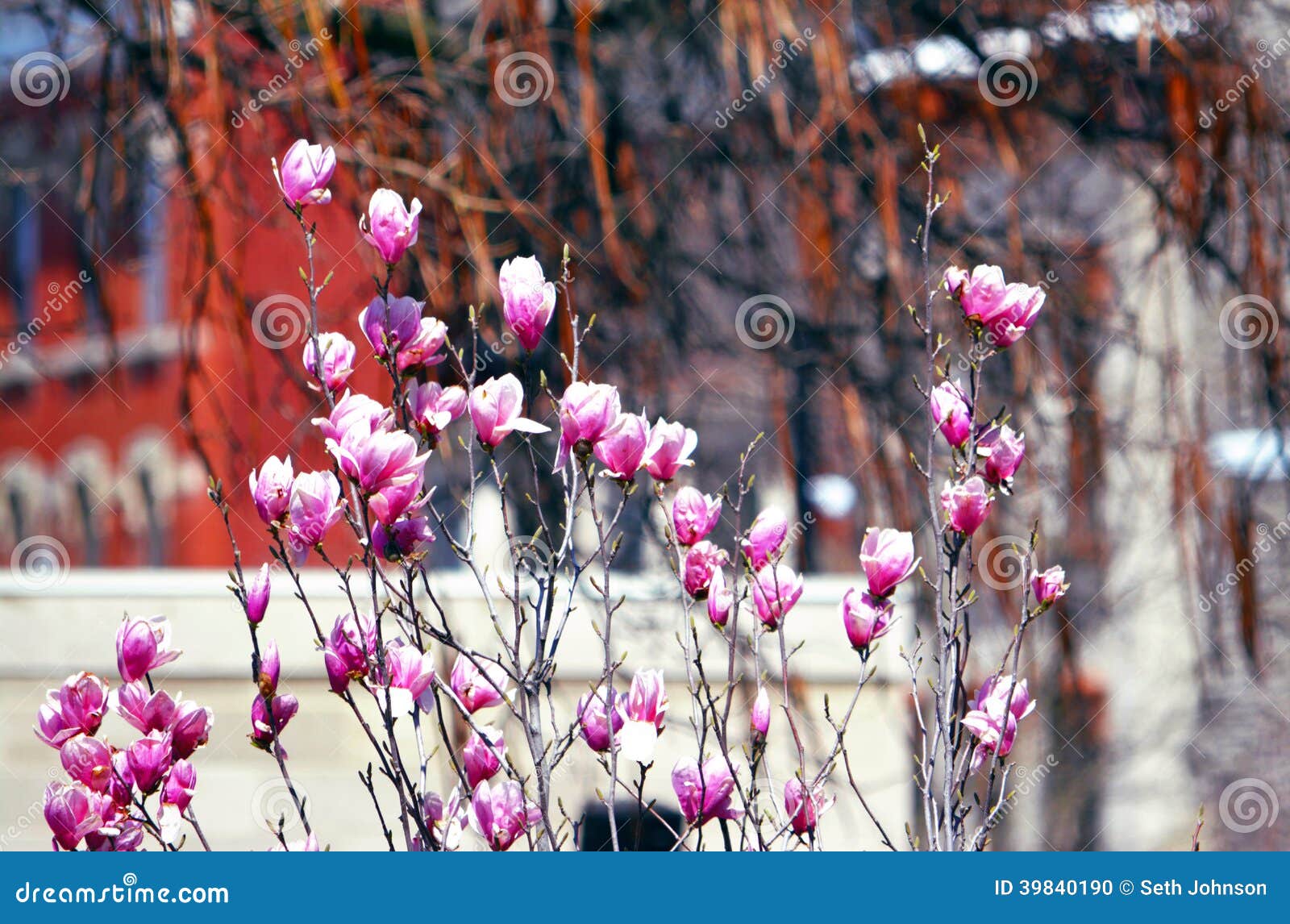 Bloei in April stock foto. Image of hemel, lokaal, bloemen - 39840190
